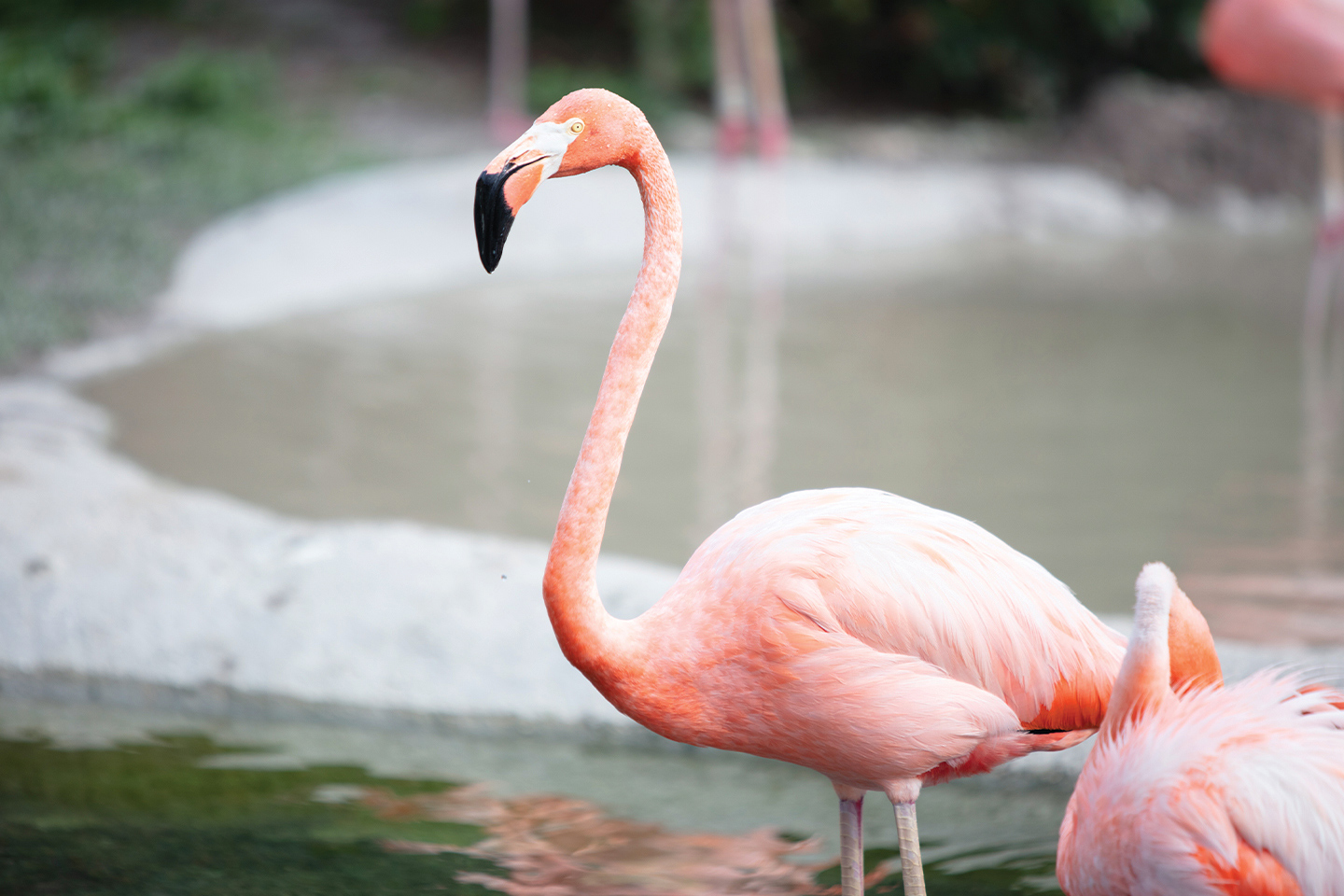 The Kampong | Greater Miami & Miami Beach