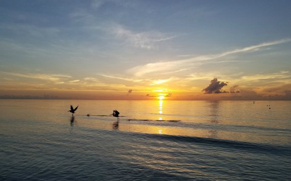 Sea Turtle Nesting & Conservation | Greater Miami & Miami Beach