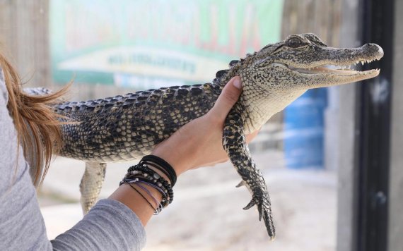 Where to see Alligators | Greater Miami & Miami Beach