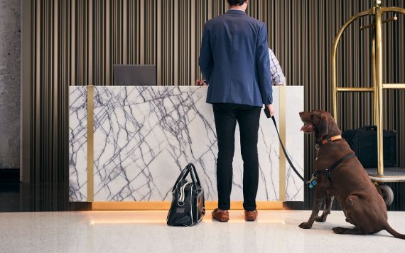 Pet-friendly Hotels in Miami and Miami Beach | Greater Miami & Miami Beach