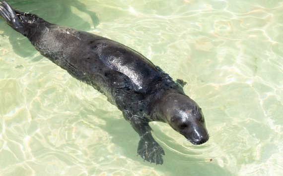 Miami’s Animal Conservation & Rescue Effort | Greater Miami & Miami Beach