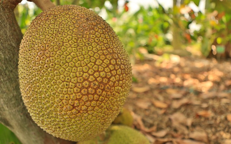 Frutas Cultivadas En Florida La Cosecha De Cítricos De Florida Ya Ha